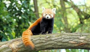 32 Amazingly Beautiful Red Animals You Need To See