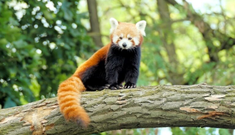 32 Amazingly Beautiful Red Animals You Need To See