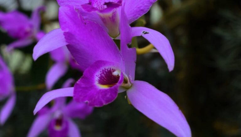 Flowers That Mean Goodbye - Top 18 Blooms for Farewell