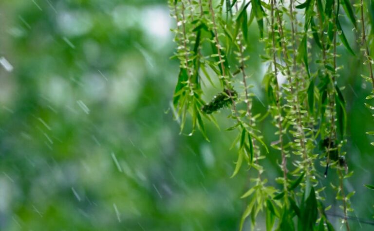 Flowers That Mean Goodbye - Top 18 Blooms for Farewell