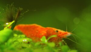 32 Amazingly Beautiful Red Animals You Need To See