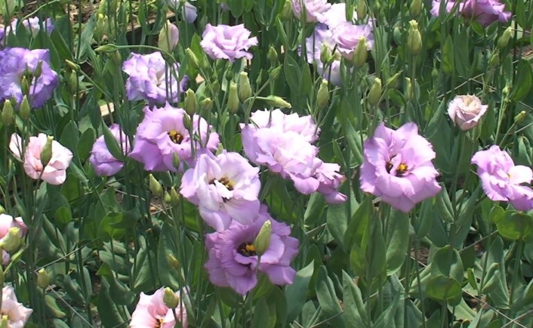 Flowers That Mean Goodbye - Top 18 Blooms for Farewell