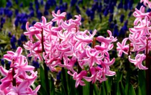 Flowers That Mean Goodbye - Top 18 Blooms for Farewell