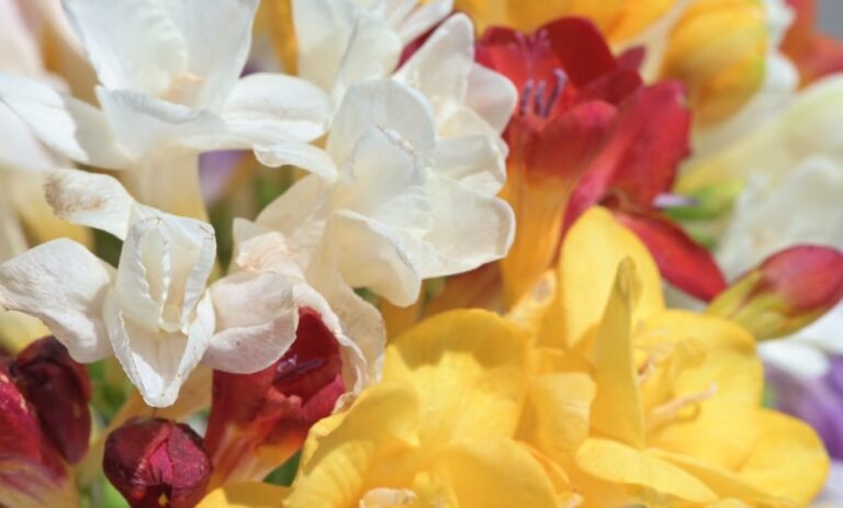 Flowers That Mean Goodbye - Top 18 Blooms for Farewell