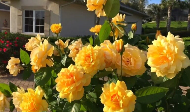 Flowers That Mean Goodbye - Top 18 Blooms for Farewell