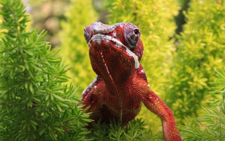 32 Amazingly Beautiful Red Animals You Need To See