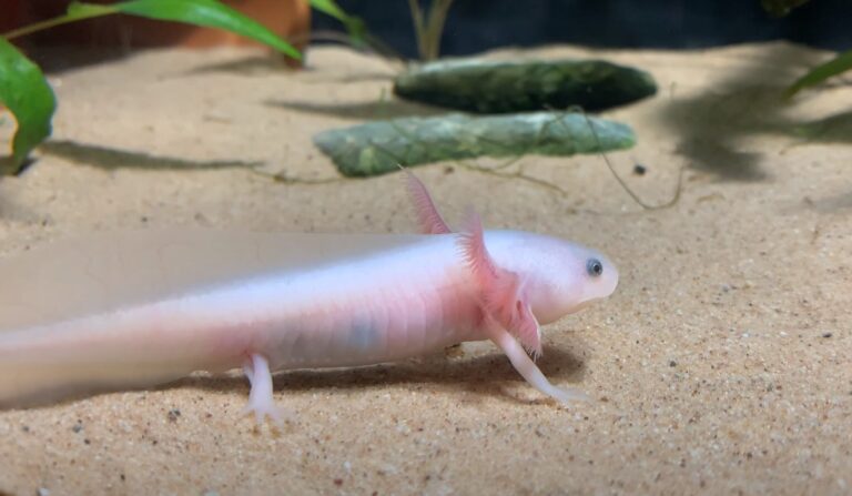 32 Amazingly Beautiful Red Animals You Need To See