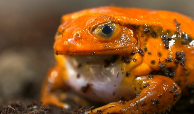 32 Amazingly Beautiful Red Animals You Need To See