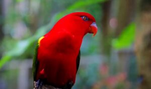 32 Amazingly Beautiful Red Animals You Need To See