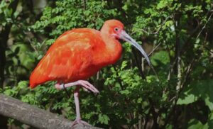 32 Amazingly Beautiful Red Animals You Need To See
