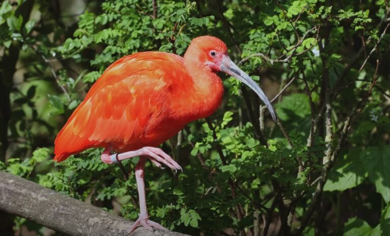 32 Amazingly Beautiful Red Animals You Need To See