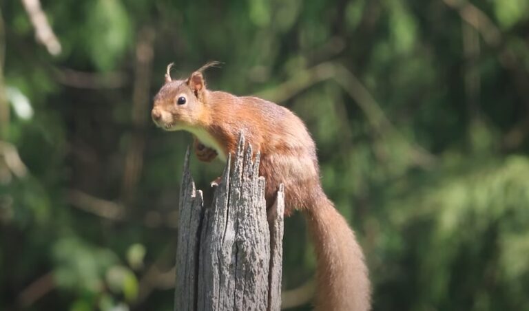 32 Amazingly Beautiful Red Animals You Need To See